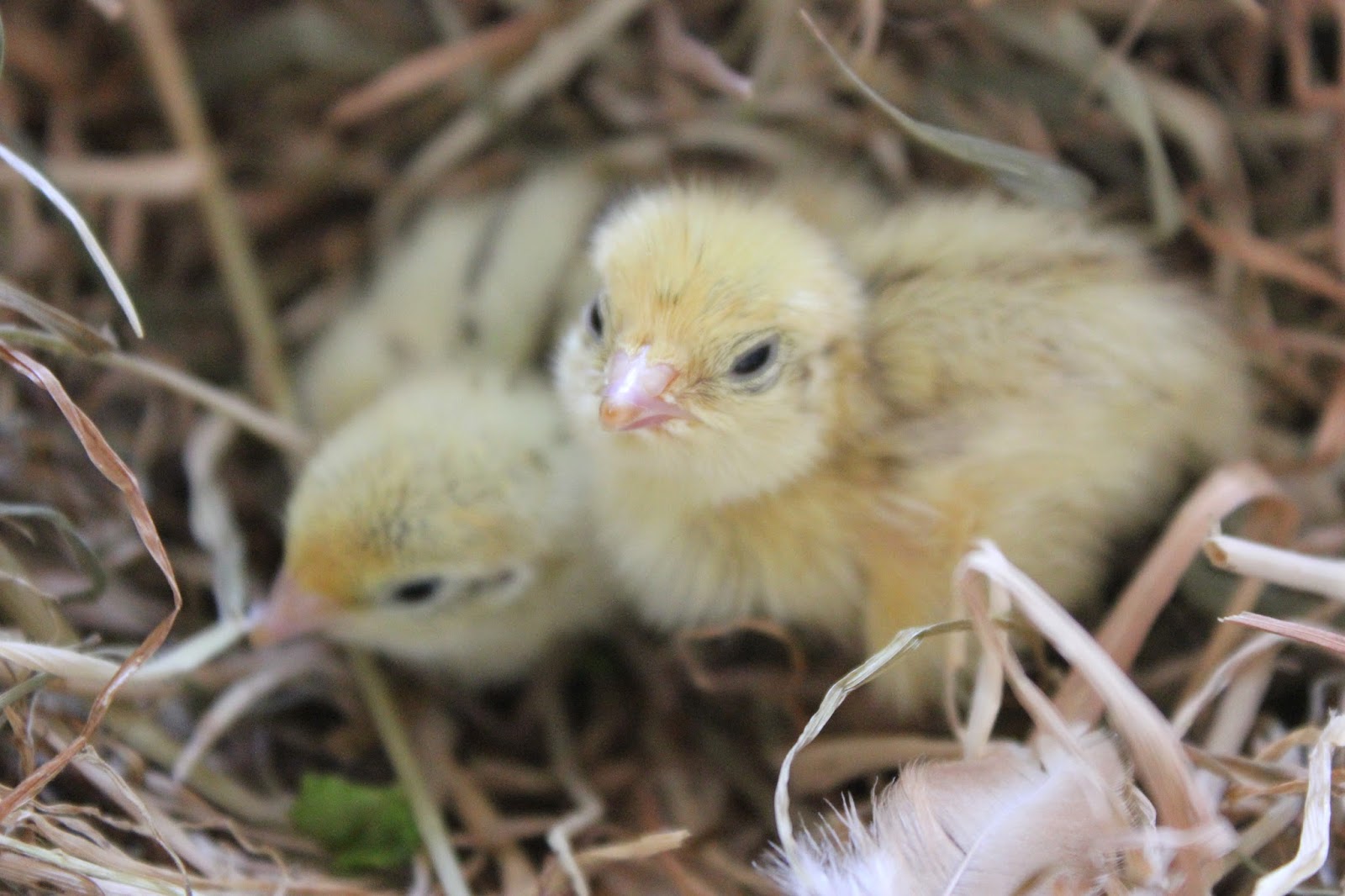 Curled Toe Paralysis in Poultry - Identifying Riboflavin Deficiency in ...