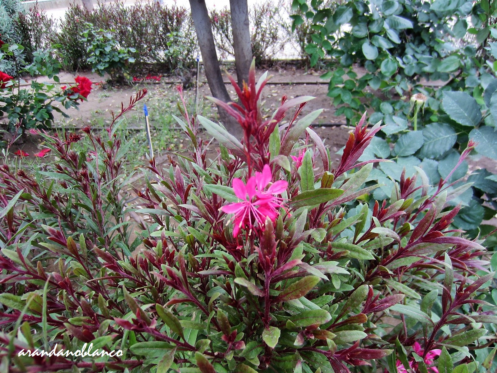 arbustosensevilla-encinarosa: Gaura - Gaura Lindheimeri, Gaura