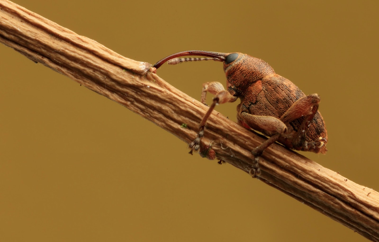 JJ's Photographic nature blog: May 2014