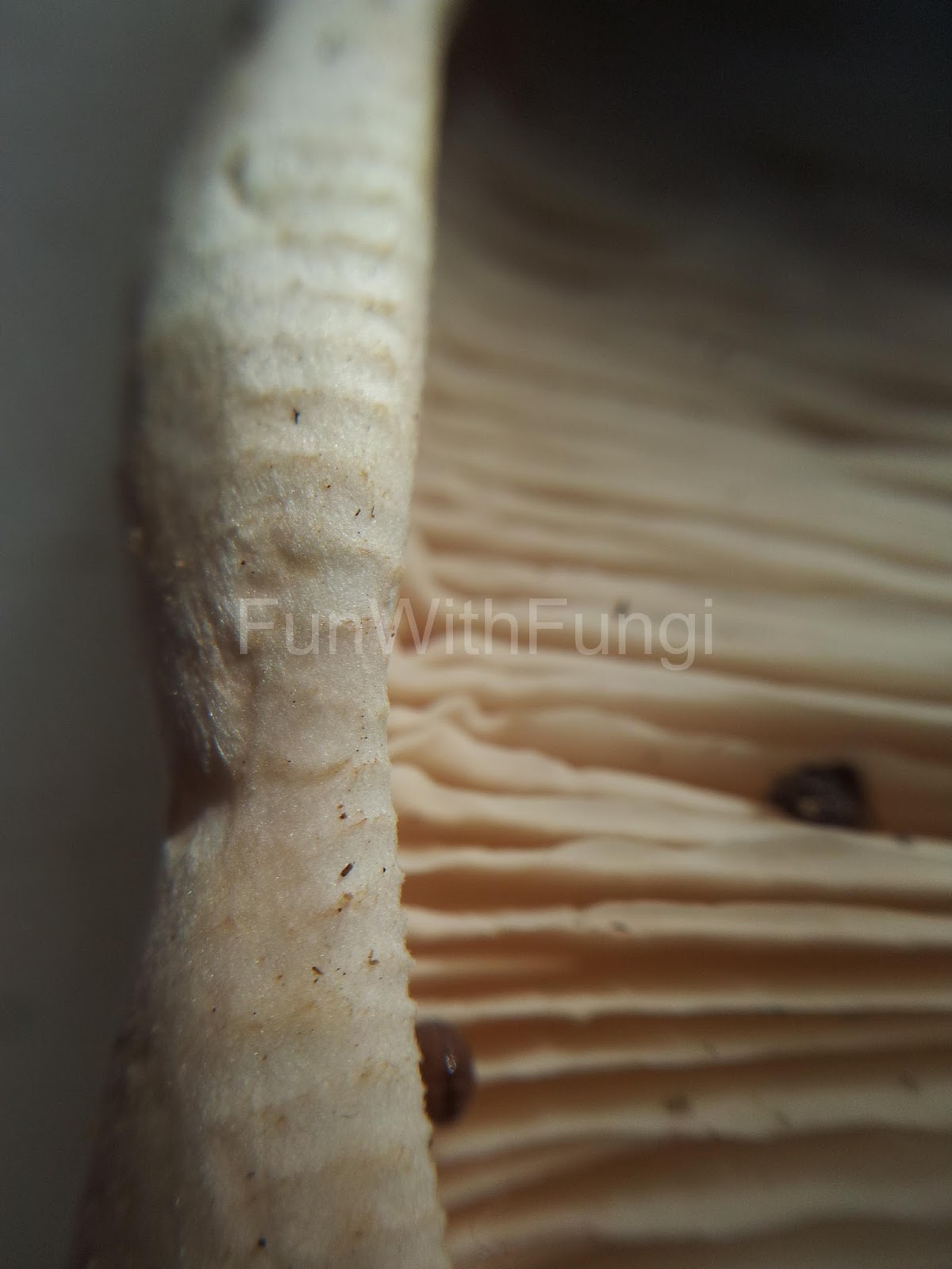 Leucopaxillus giganteus. Giant Funnel Cap. | Fun with fungi