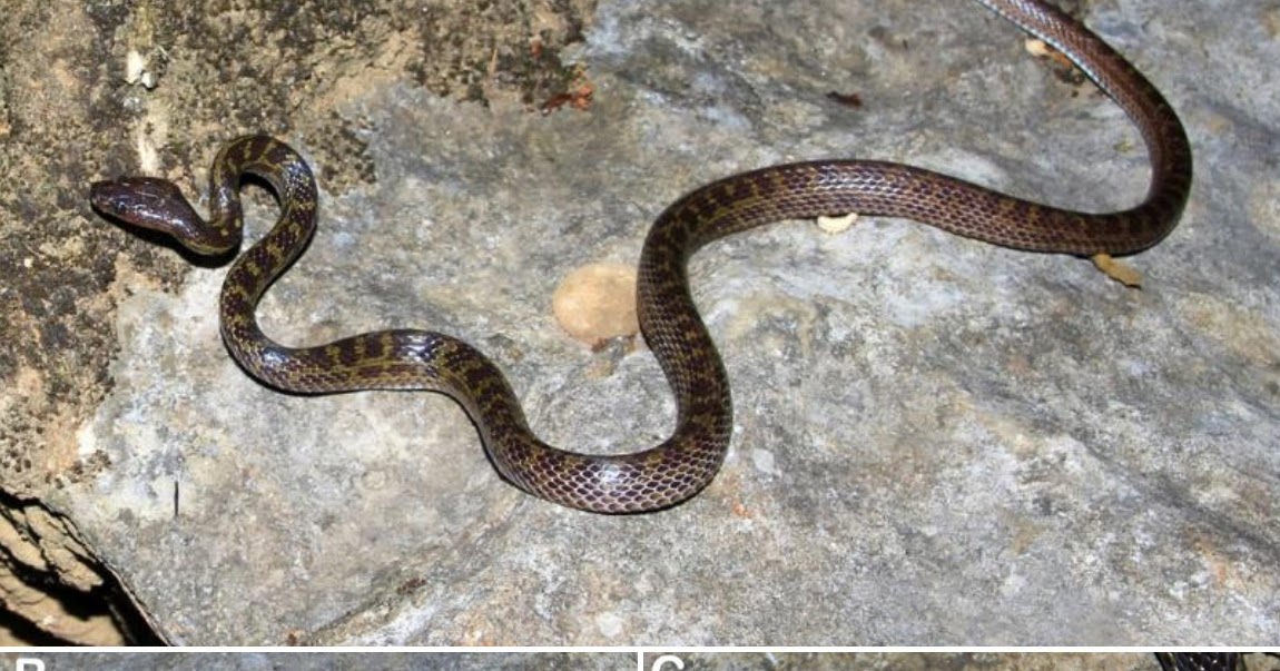 Species New to Science: [Herpetology • 2018] Lycodon banksi • A New ...