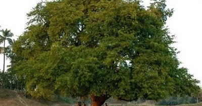 Sampaloc Lake: Legend of Sampaloc Lake