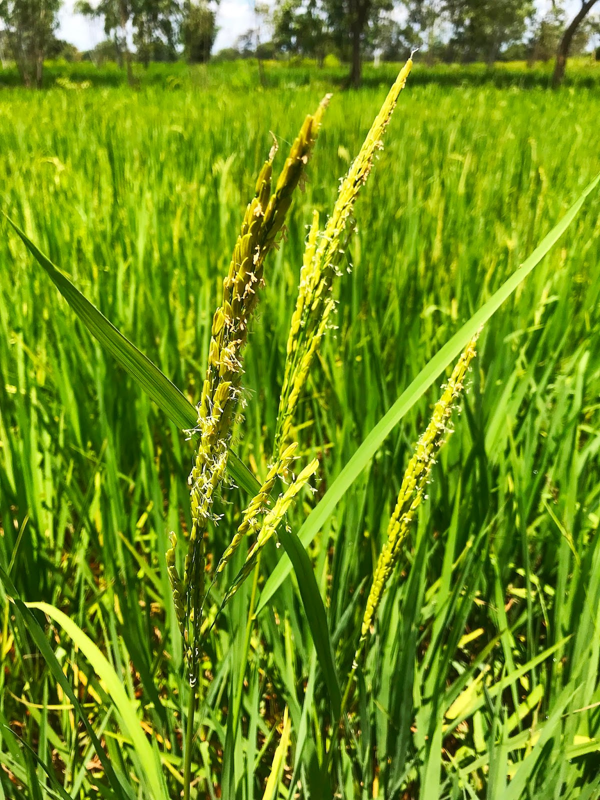 Choosing the right rice ~ KD Rice Intertrade