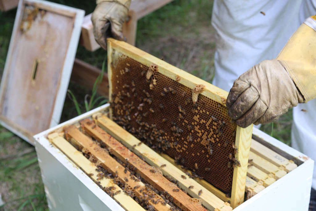 What Should I Be Doing With My Bees This Month June 2013 what-should-i-be-doing-with-my-bees-this-month-june-2013