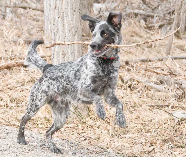 Dog Portrait Photography: Simon