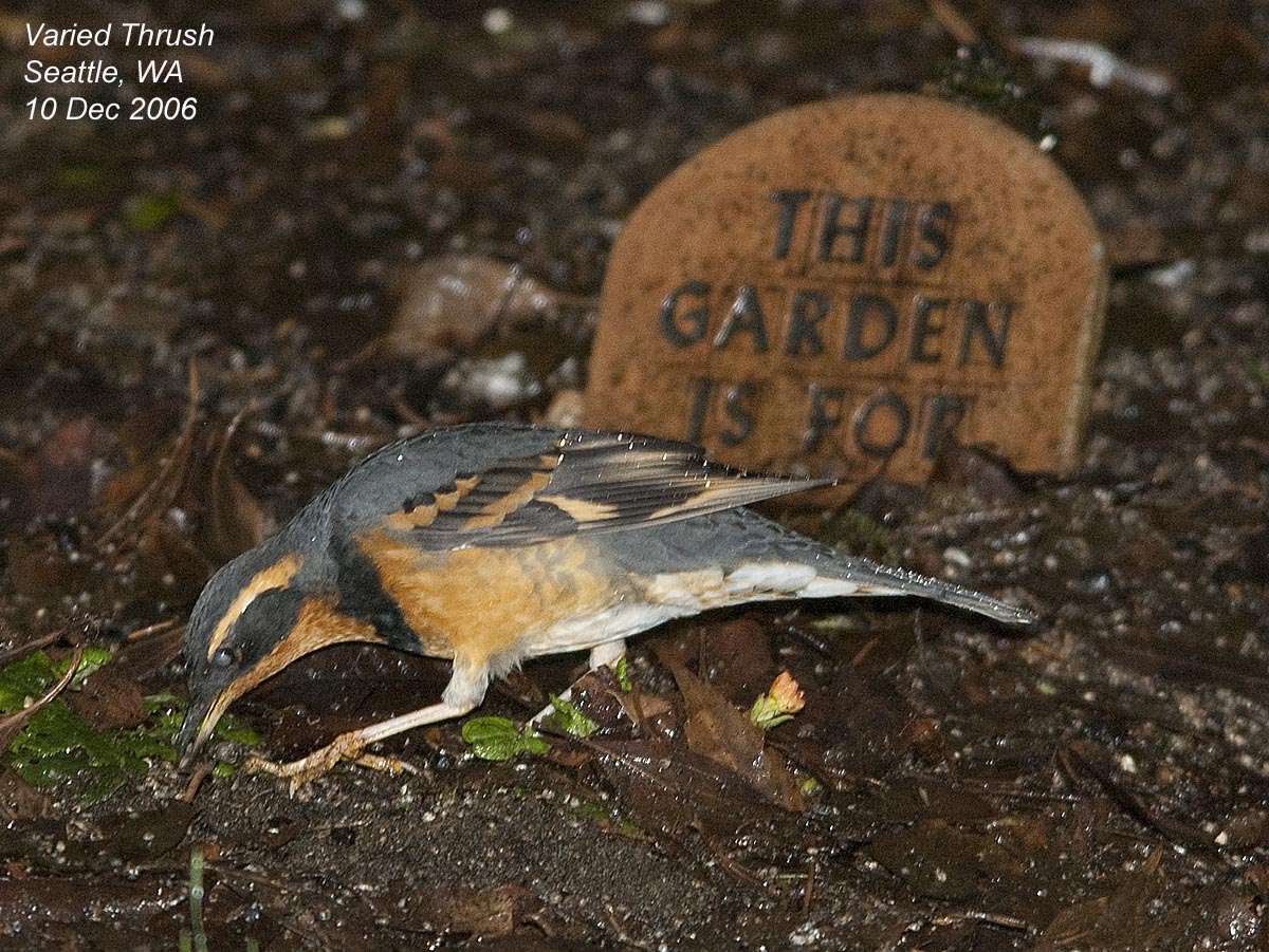 Northwest Nature Notes: PSYCHEDELIC ROBIN OF THE NORTHWEST