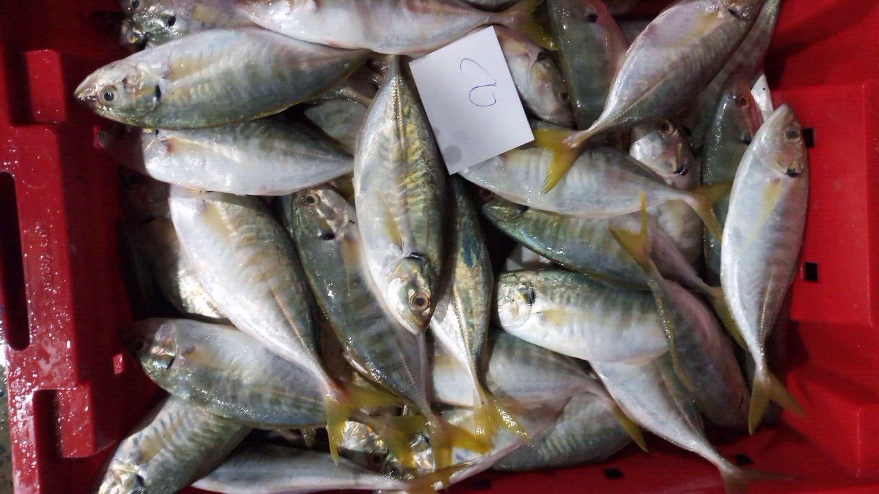 FROZEN YELLOWTAIL SCAD - VIETSEAFOOD CO.,LTD