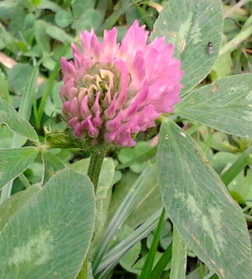 Culturi.NET: Trifoiul Roşu - plantă furajeră