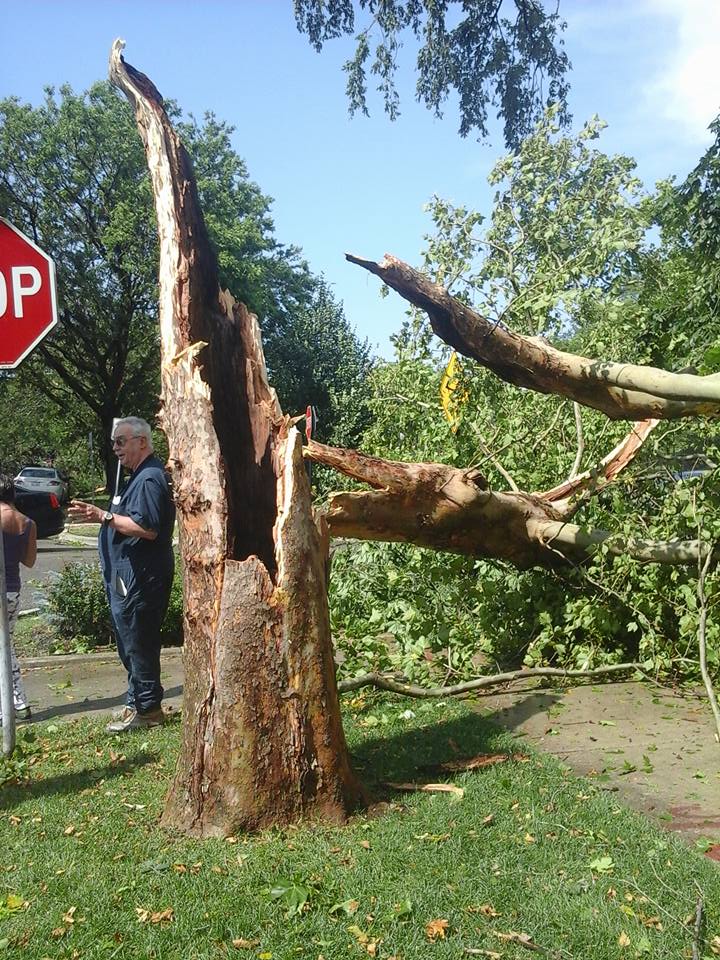 Seemorerocks: Trees - rotting from the inside