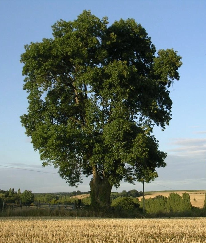 O LIVRO DE AREIA: Árvores e poesia:O Freixo (Frêne, Ash Tree, Esche) e ...