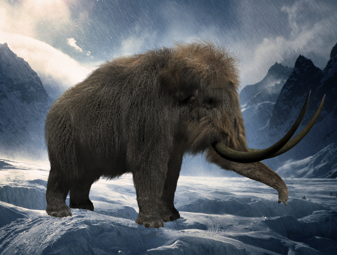 Look at my Hair: More work on the Mammuth