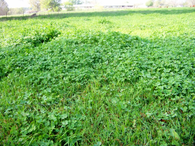 Deep South Kikos News: Ball Clover