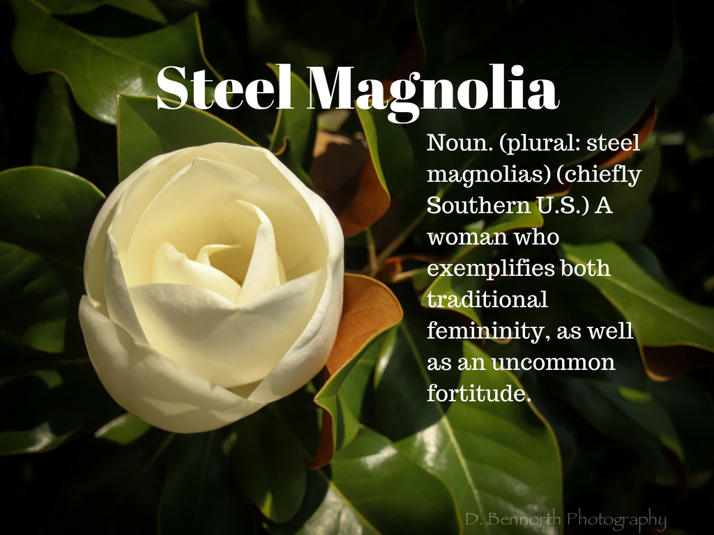 The Bees’ RV: My Steel Magnolia