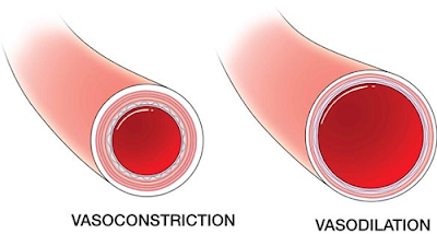 pharmacology: Vasodilators