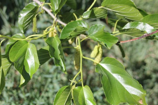 Mudflower: White shahtoot mulberry