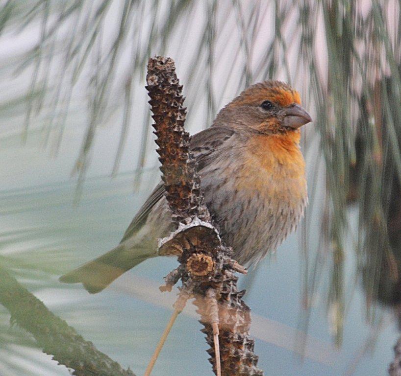 **Coldstreamernews**: Photo gallery - MALE HOUSE FINCH - THE ORANGE ...