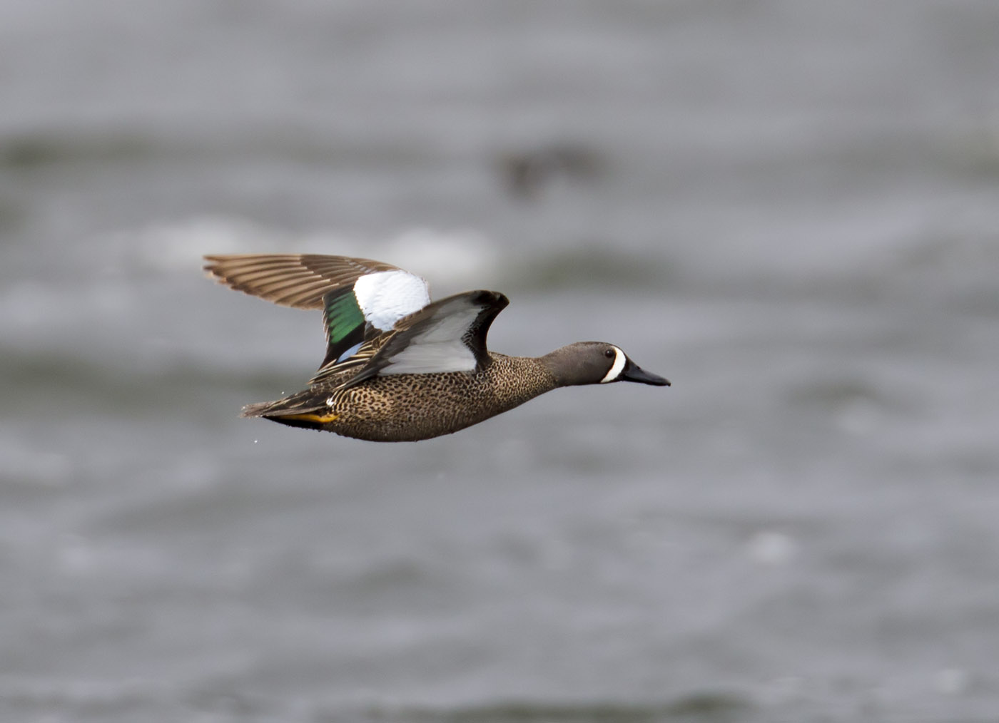 pewit: wildfowl