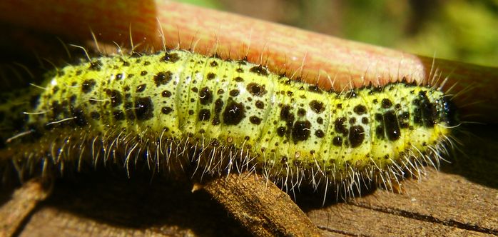 Naturwanderin: Bunte Raupen