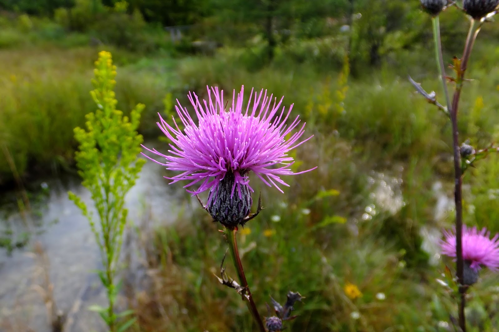 Plants Amaze Me: Late August wildflower adventure in Michigan