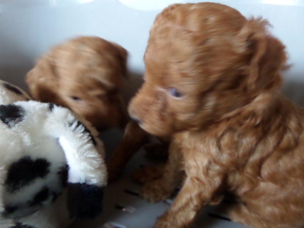 CANIL MOONSHINE HILL: POODLE BEBES