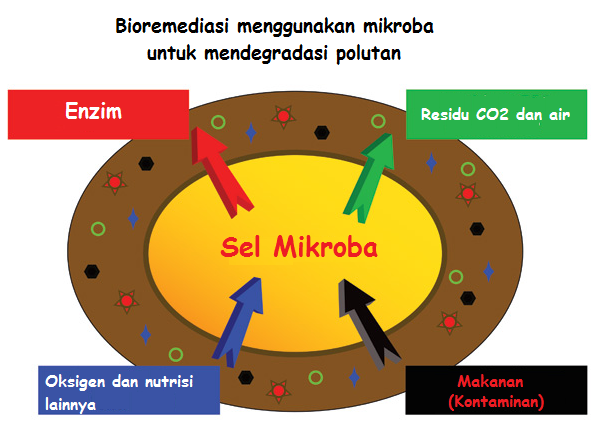 Catatan prestasi Guru Biologi: B I O R E M E D I A S I