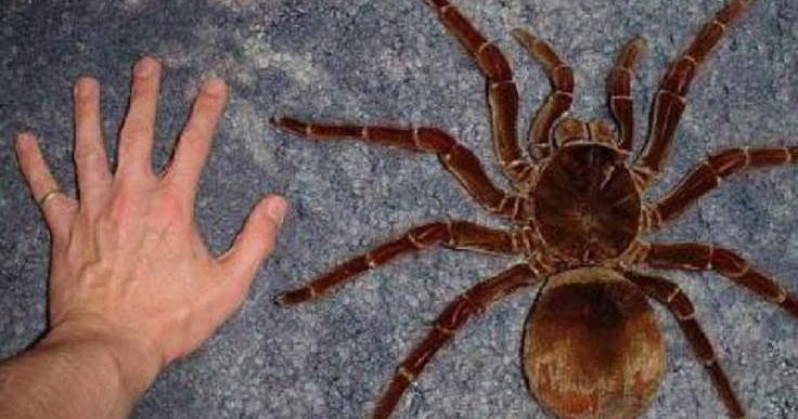 Shocking Pictures Of The Goliath Birdeater, The World’s Largest Tarantula