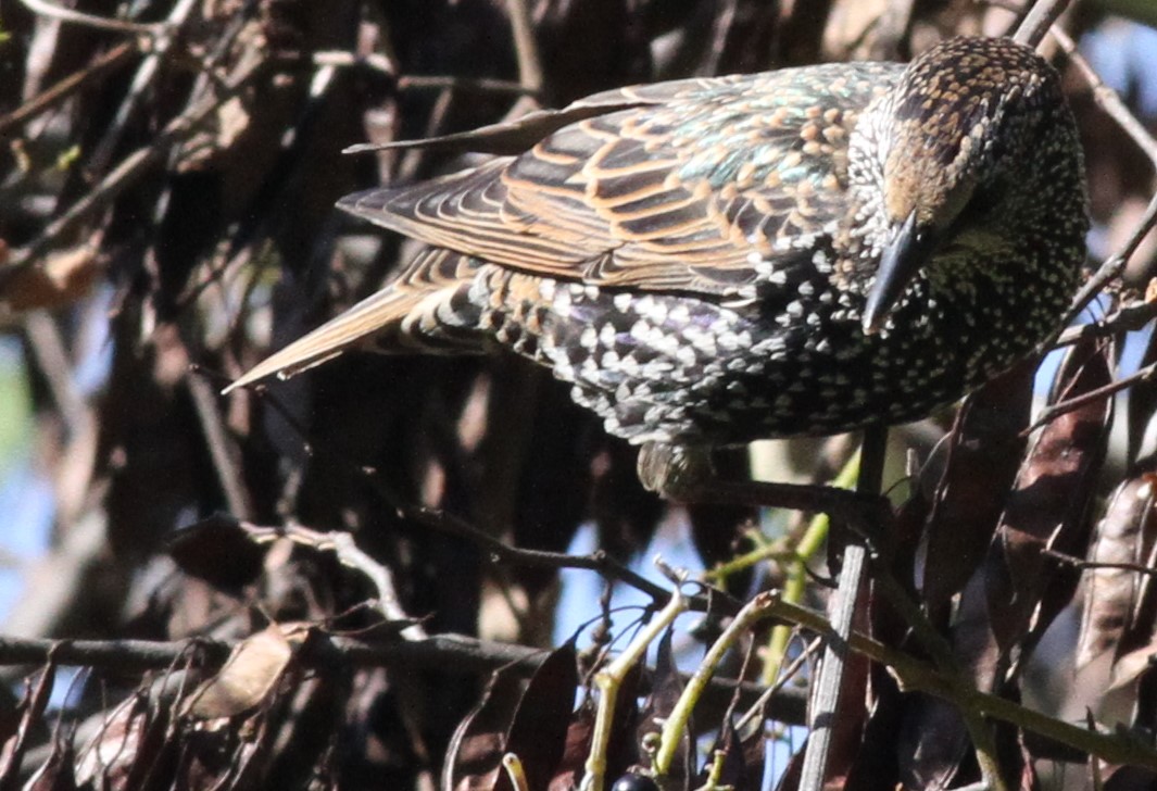 Nature Devotions : European Starlings