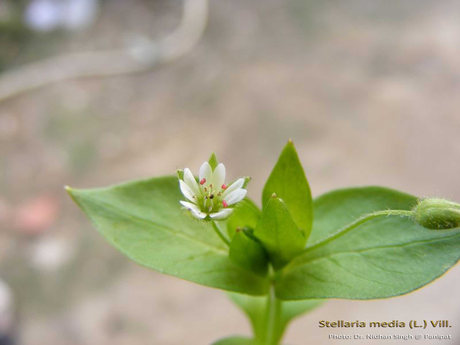 Medicinal Plants: Stellaria media buch-bucha sternmiere Moroliya yerum ...