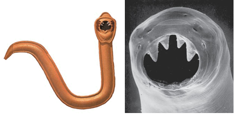 Biologia: Nematelmintos