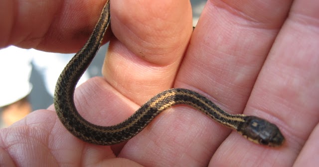 World's Smallest Snake Discovered, Study Says