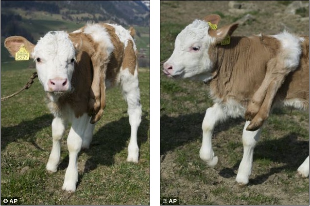 The animal zone: I've got four legs... and an udder two! Lilli the six ...