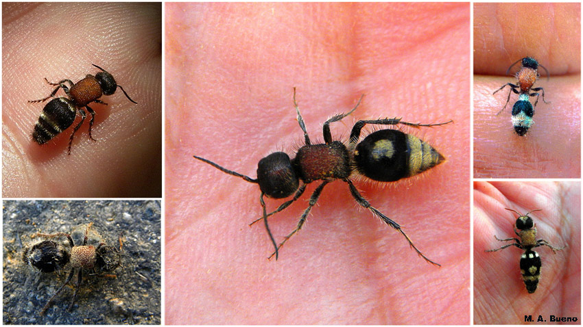 FOTO NATURA HUESCA 2: MUTÍLIDOS Mutillidae Pierre André Latreille,1802 ...