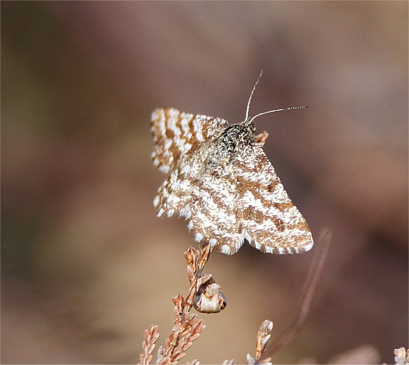Murfs Wildlife : Common Heath Moth