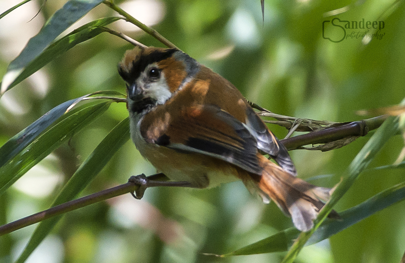 SHARING OPINION: BIRDS OF ARITAR & SIKKIM