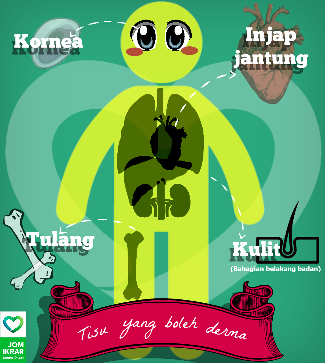 Derma Organ: Organ dan tisu yang boleh didermakan.