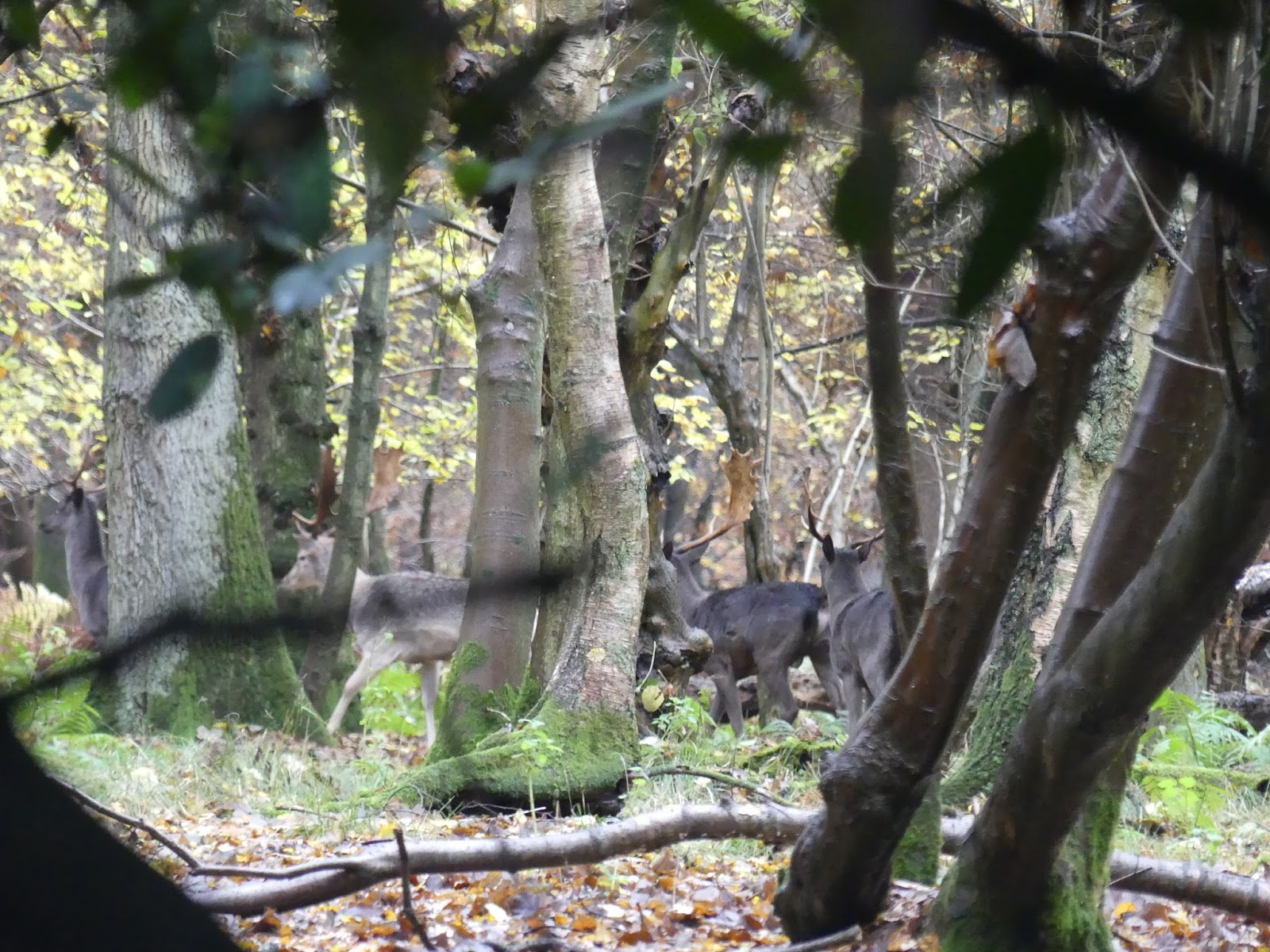 The Outdoor Traditionalist : Ashridge Forest Fallow Tracking