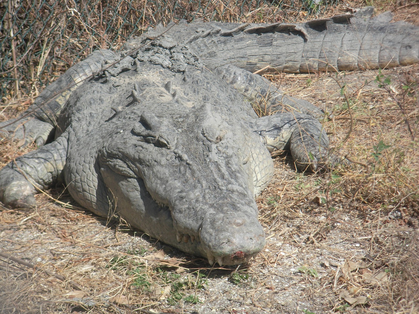 running masters: Running with Crocs!