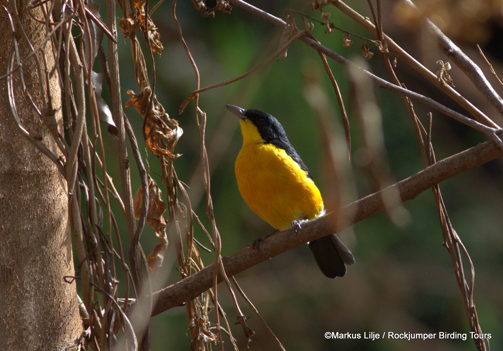 Rockjumper - Worldwide Birding Adventures: Cameroon birding by Keith ...