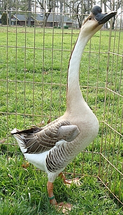 The Official PoultryBookstore.com Blog: Light Geese