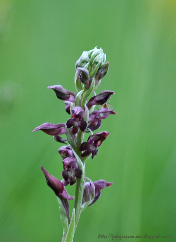 In linii mari: Orhidee salbatice (wild orchids)