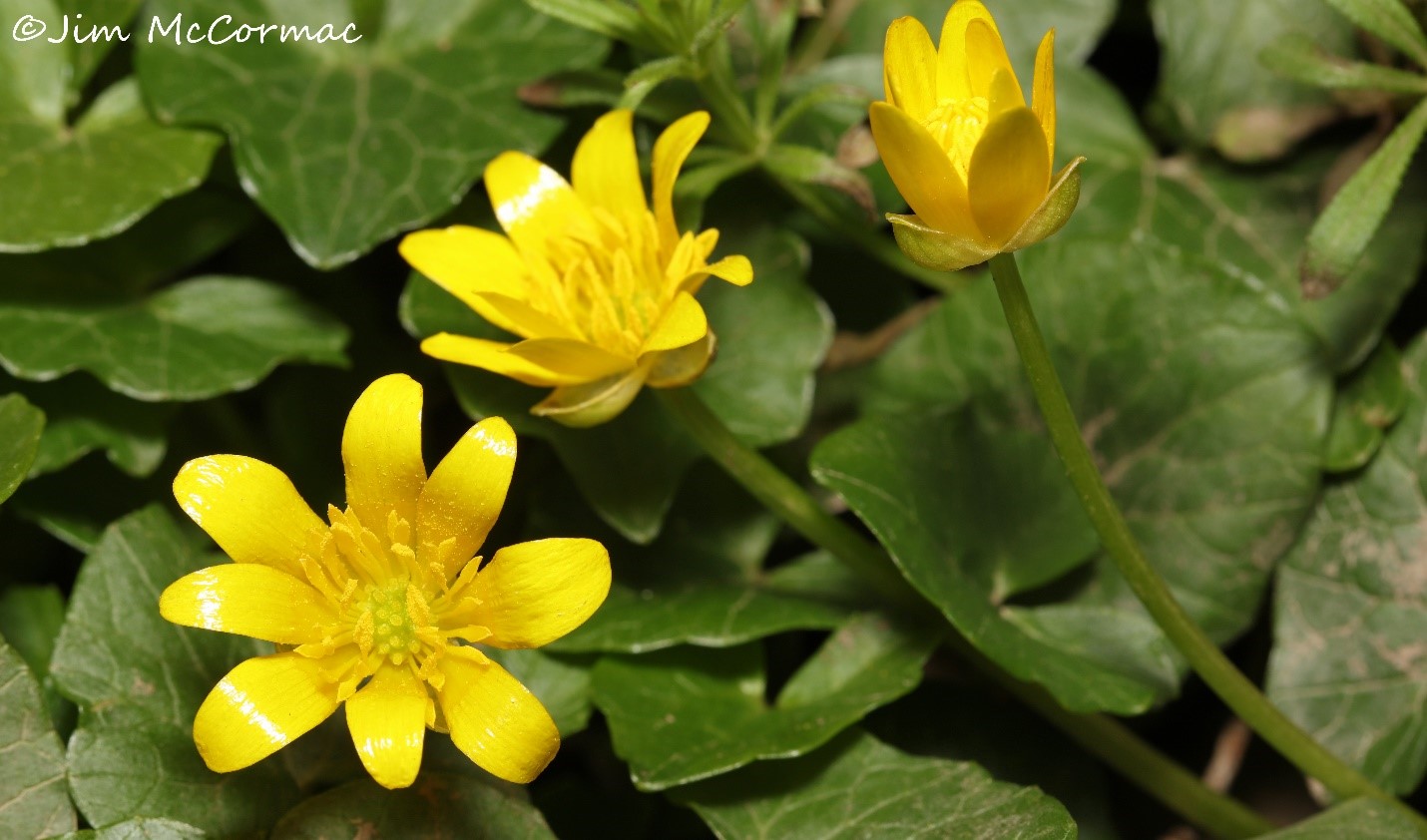 Ohio Birds and Biodiversity: Lesser Celandine: A botanical disaster