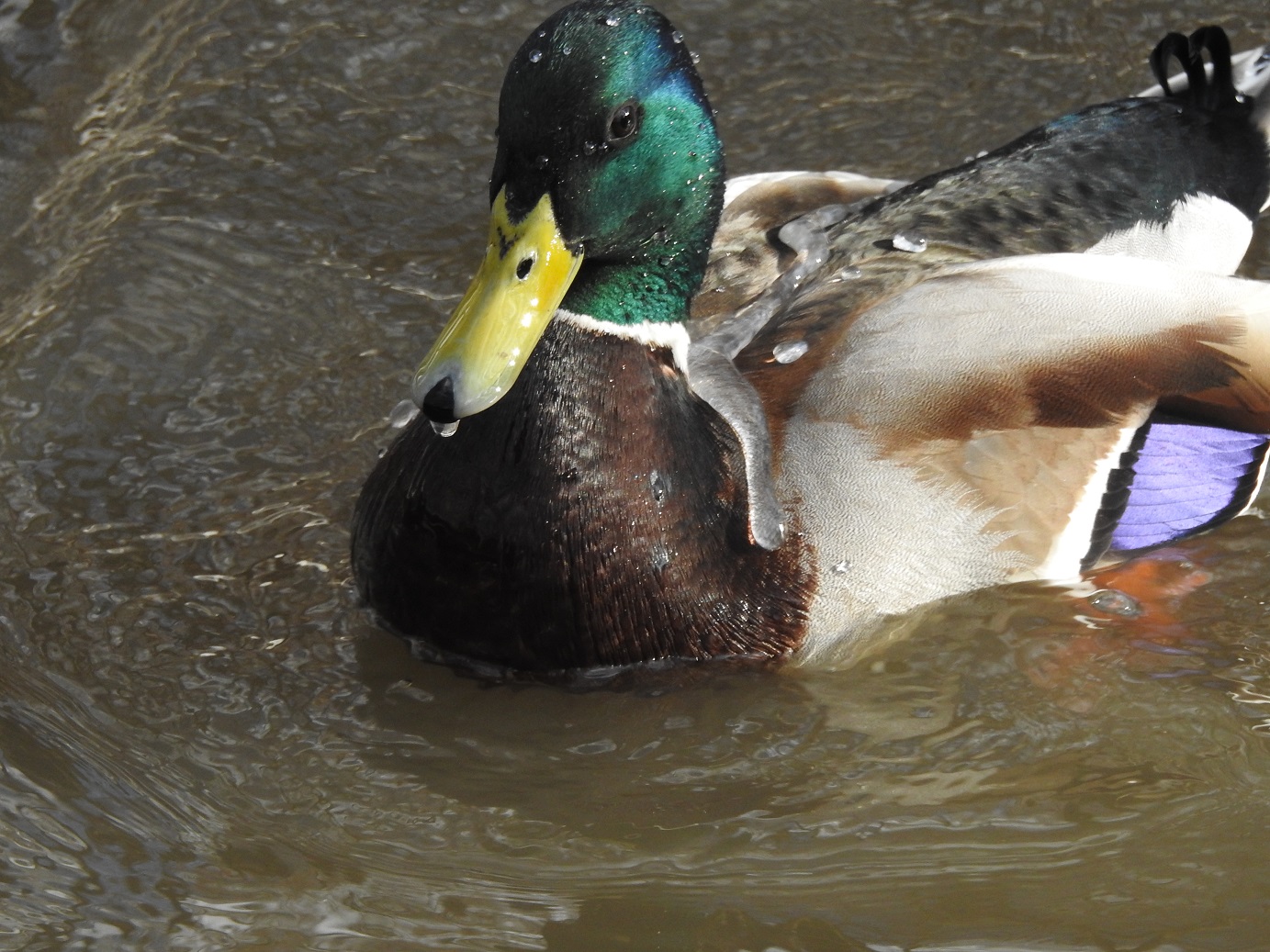 VreMax: Photo: Spring Ducks in Moscow