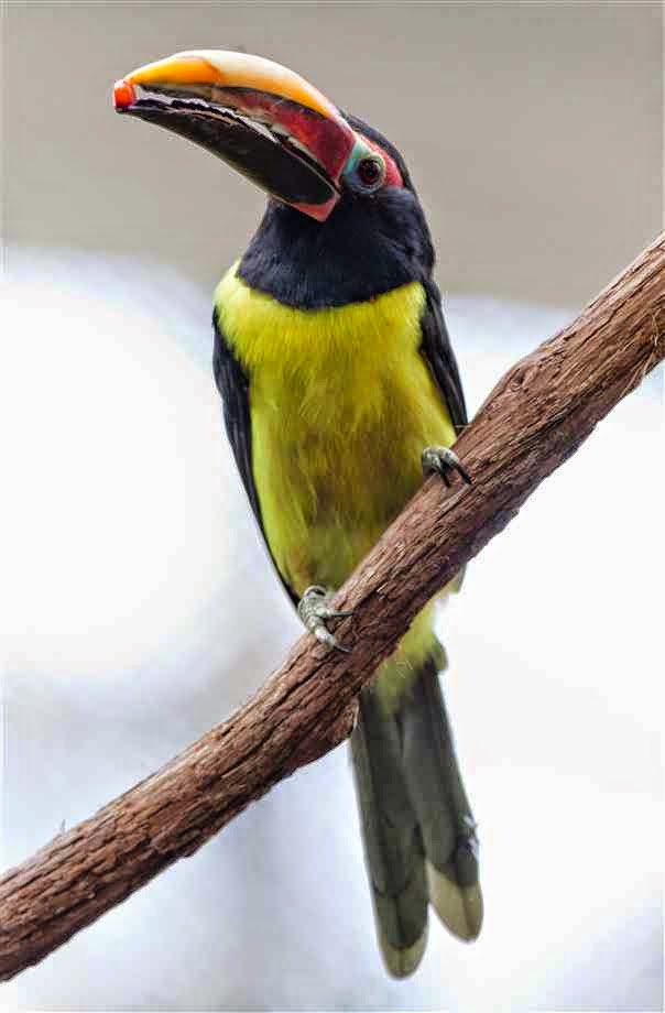 ARACARI BIRD photos - wallpapers | the fun bank