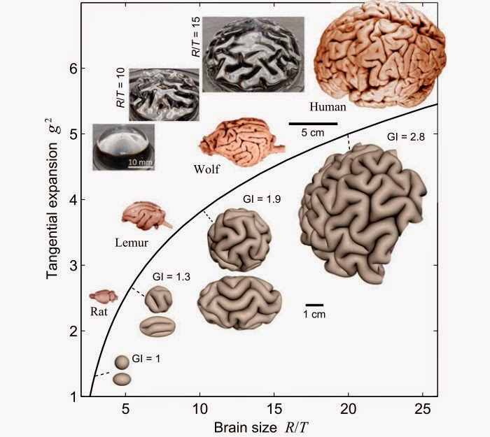 Τέχνης Σύμπαν και Φιλολογία: Πώς δημιουργούνται οι πτυχώσεις του ...