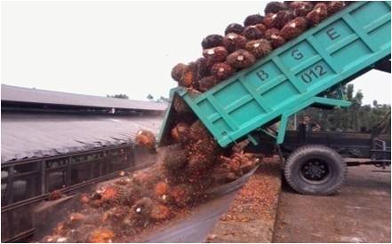 Palm Oil Mill: Reception Station (Stasiun Penerima)