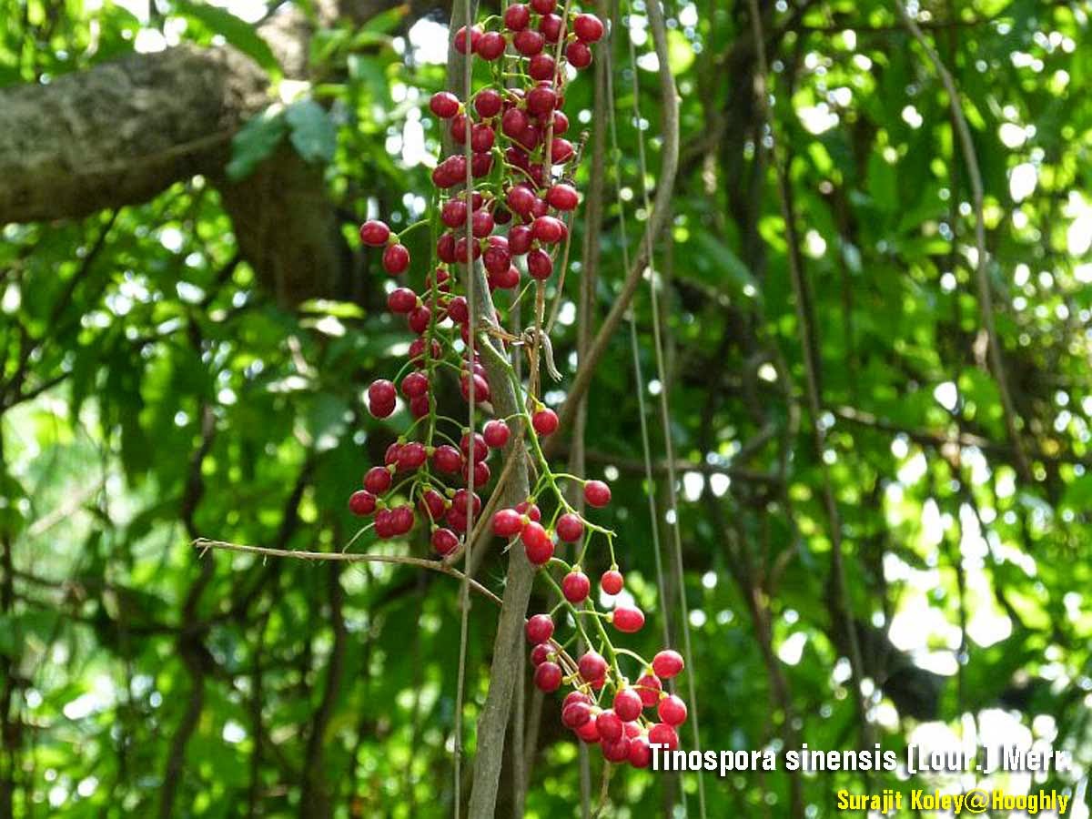 Medicinal Plants: Tinospora sinensis