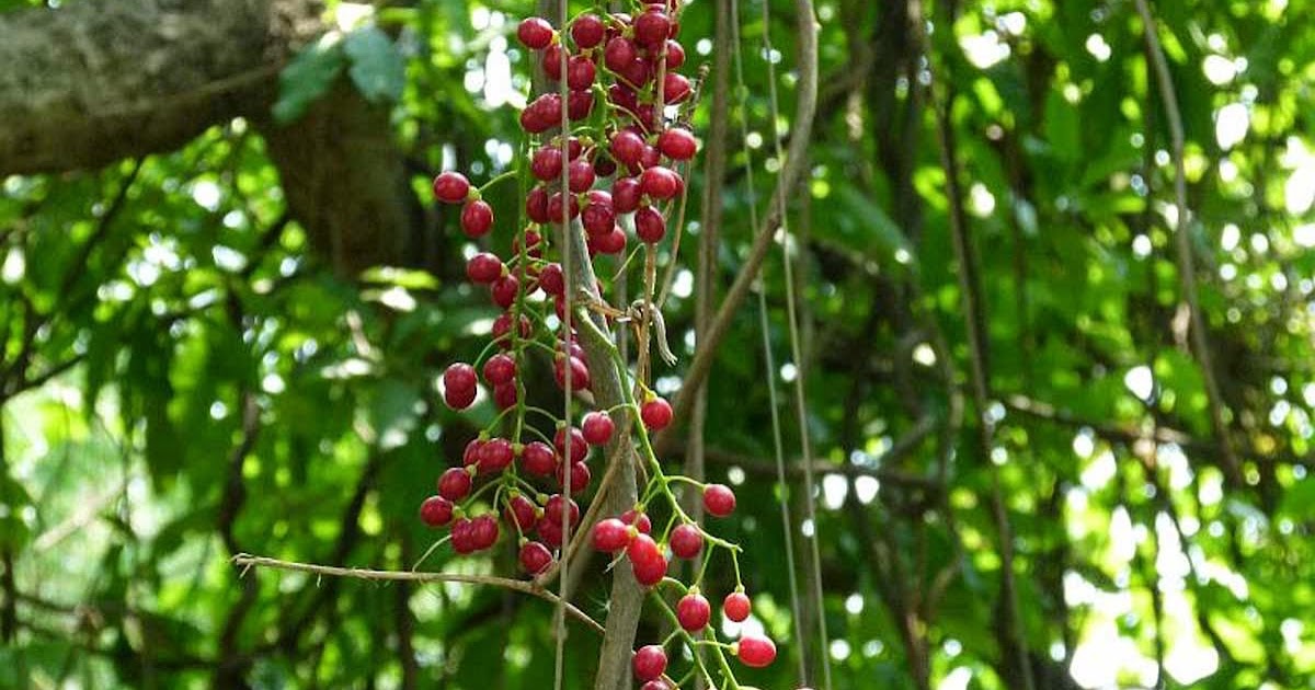 Medicinal Plants: Tinospora sinensis, gilo, Kattu amirthu