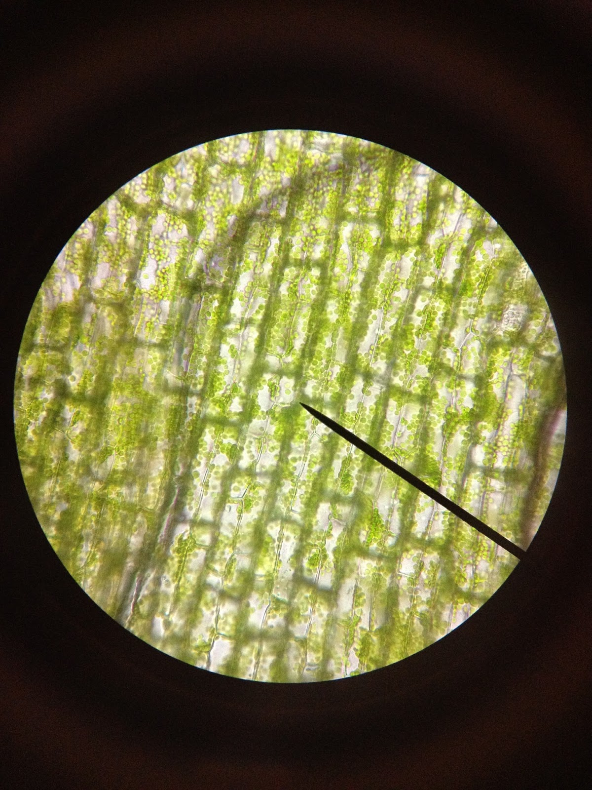LS' BINibbles: Osmosis and Diffusion (Experiment)