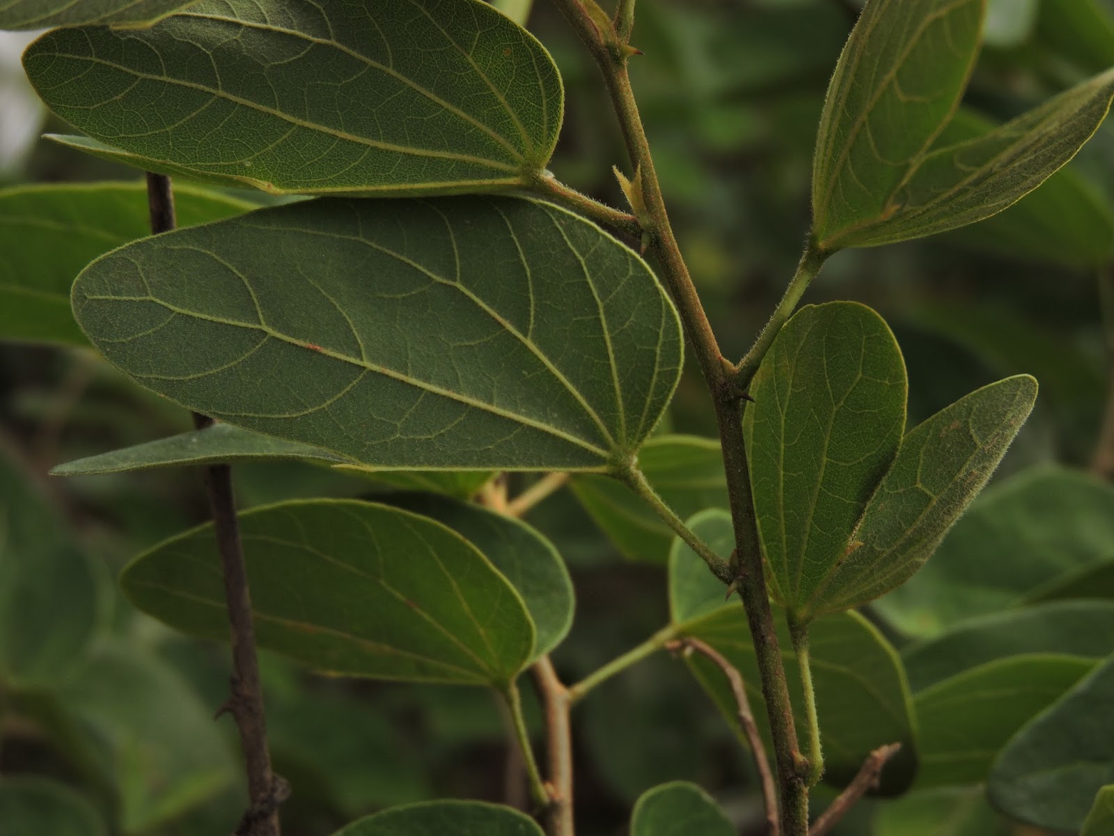 Fabaceae - Leguminosae no Brasil: Cercidoideae