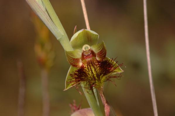 The Nature of Robertson: Beard Orchids (Calochilus sp)
